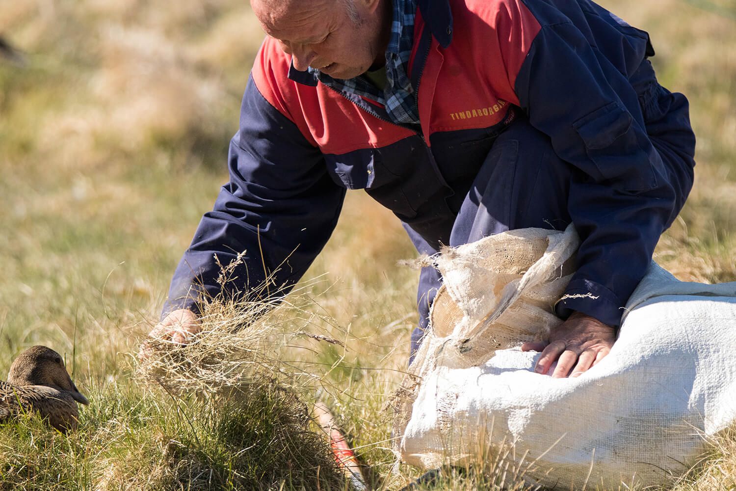 From Bird to Bed - The Complete Story of Our Eiderdown | Icelandic Down